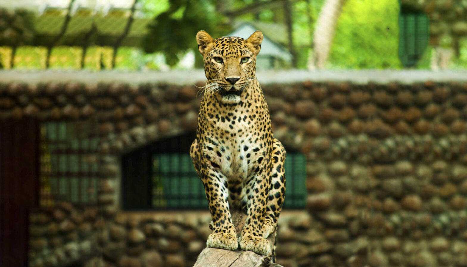 The Cultural Capital of Karnataka: Things to do in Mysore